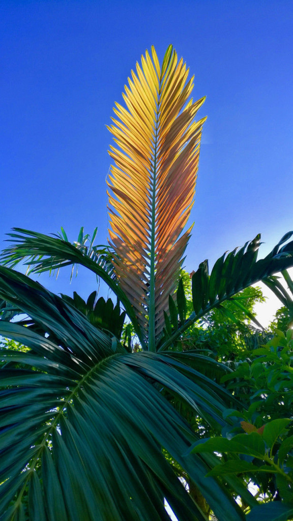 Chambeyronia macrocarpa seed | seedk.com Plant seeds,Alive roots ...