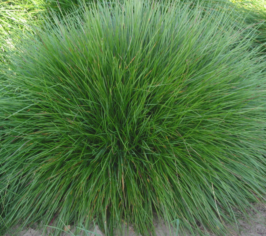 Festuca gigantea seed | seedk.com Plant seeds,Alive roots,Medicinal ...