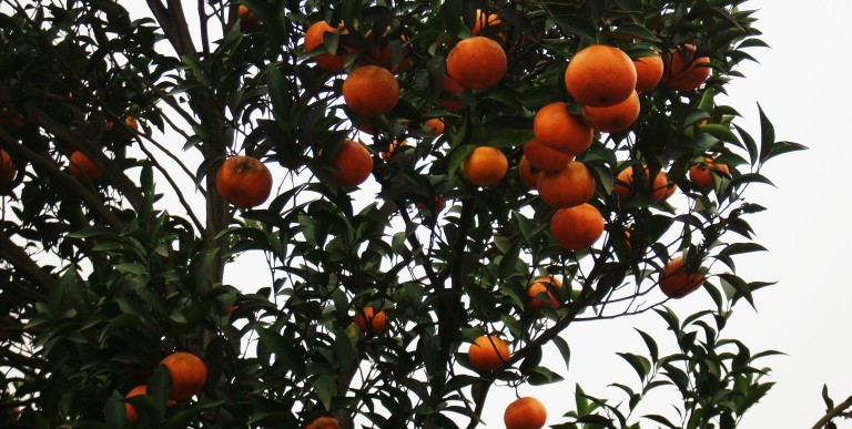 Mandarin orange seed | seedk.com Plant seeds,Alive roots,Medicinal ...