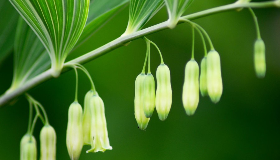 Polygonatum odoratum seed | seedk.com Plant seeds,Alive roots,Medicinal ...