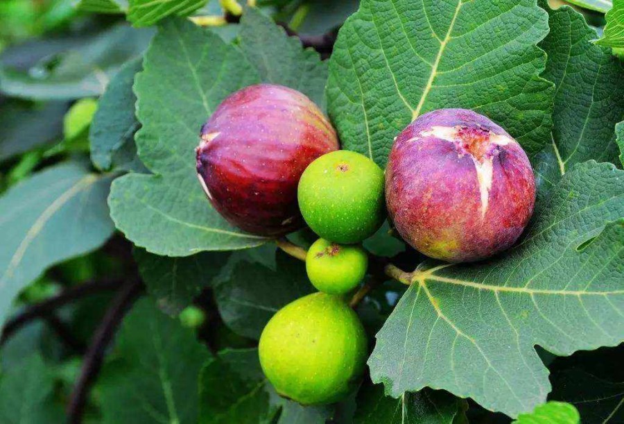Common fig seed | seedk.com Plant seeds,Alive roots,Medicinal herbs ...