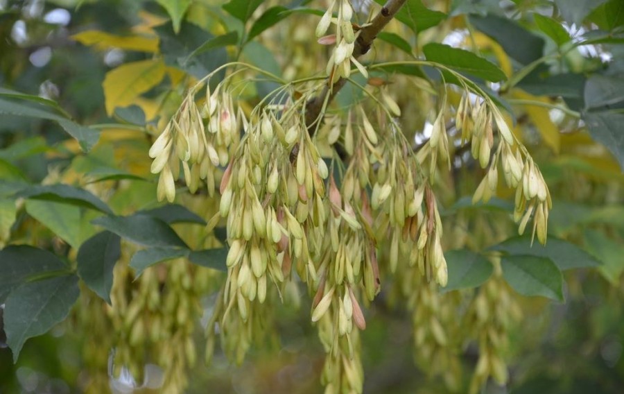 Fraxinus chinensis seed | seedk.com Plant seeds,Alive roots,Medicinal ...
