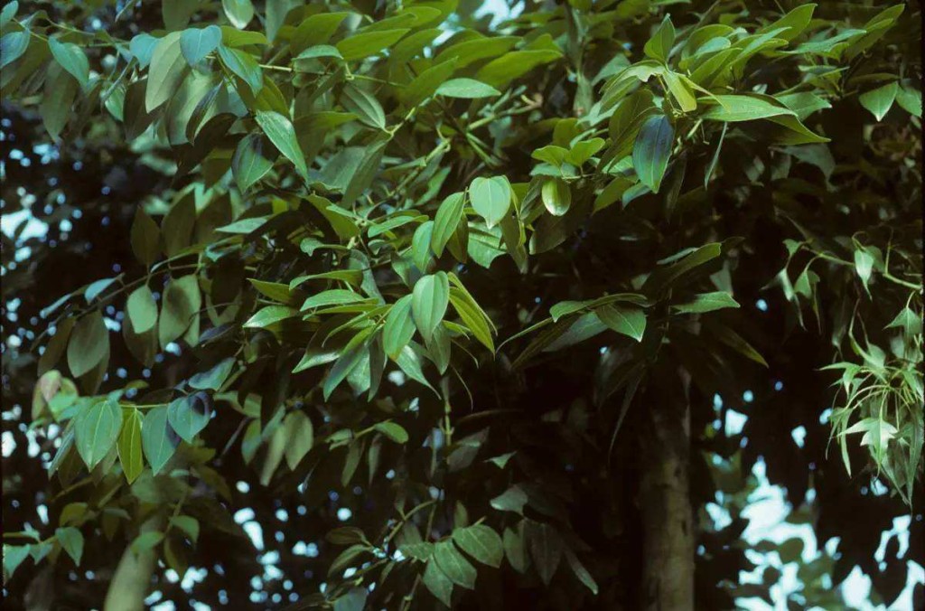 Ceylon Cinnamon seed | seedk.com Plant seeds,Alive roots,Medicinal ...