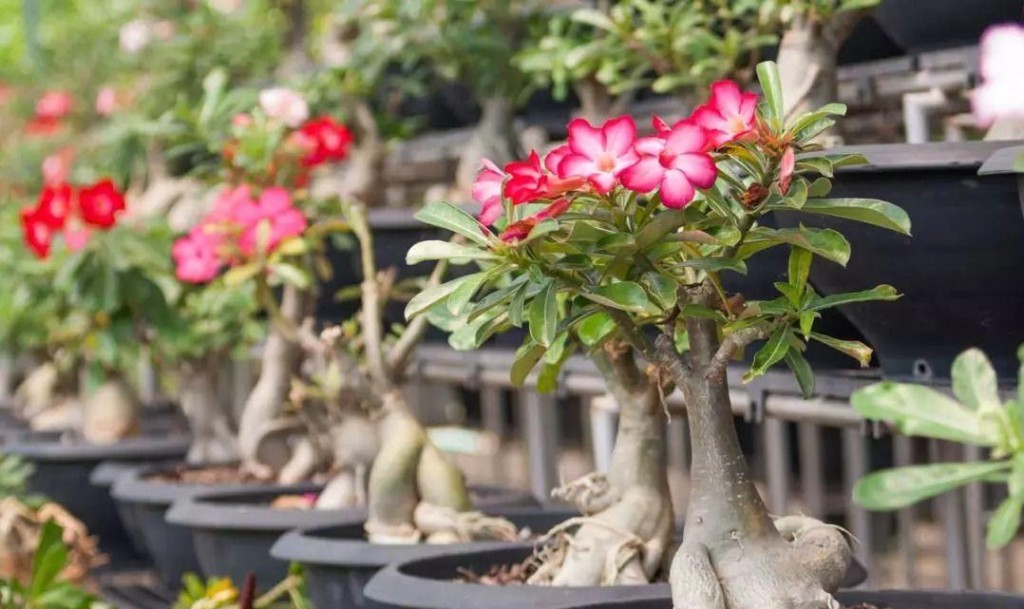 Adenium obesum seed | BELL Garden Company,Wholesale Plant seeds,Alive ...