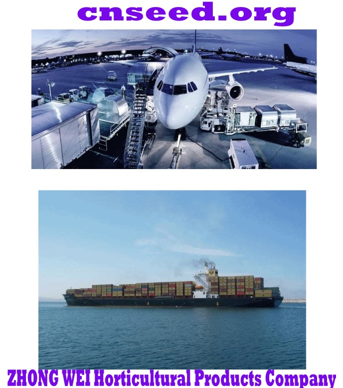 Shipping Container ZHONG WEI Horticultural Products Company TOP