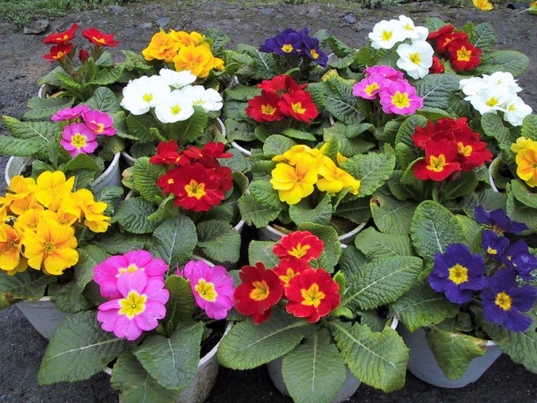 Primula vulgaris seed | seedk.com Plant seeds,Alive roots,Medicinal ...