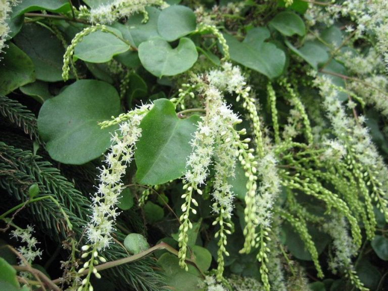 Anredera cordifolia seed | seedk.com Plant seeds,Alive roots,Medicinal ...