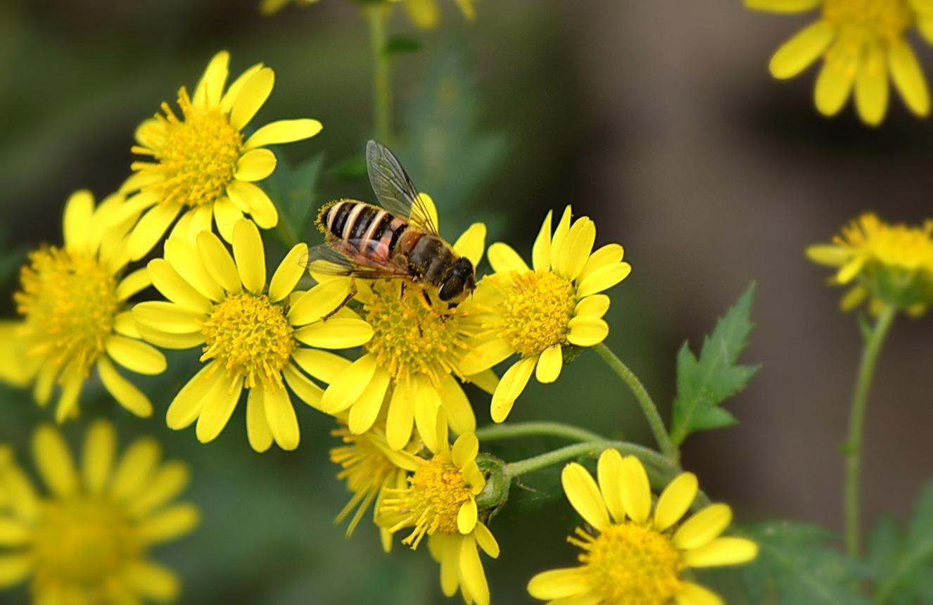 Chrysanthemum indicum seed | seedk.com Plant seeds,Alive roots ...