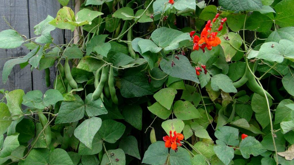 Phaseolus Coccineus Seed - Seedk.com Plant Seeds,Alive Roots,Medicinal ...