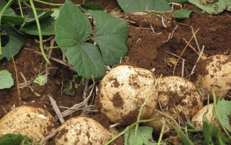 Pachyrhizus Erosus Seed - Seedk.com Plant Seeds,Alive Roots,Medicinal ...