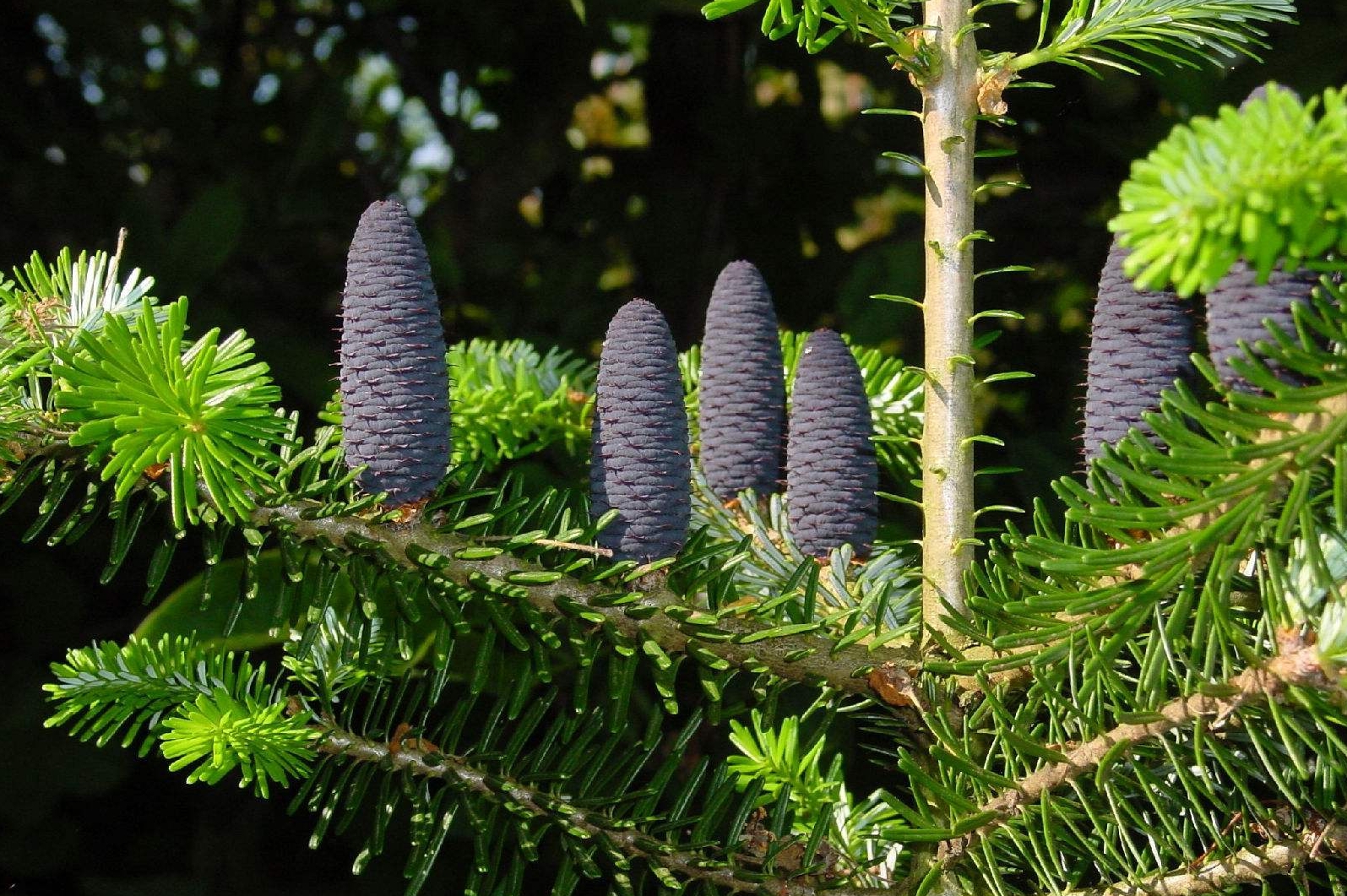 Abies vejarii seed | BELL Garden Company,Wholesale Plant seeds,Alive ...