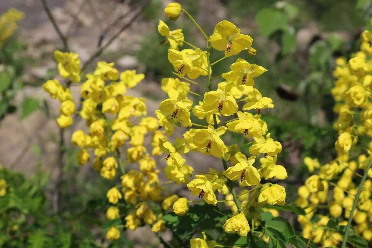 Caesalpinia decapetala seed | BELL Garden Company,Wholesale Plant seeds ...