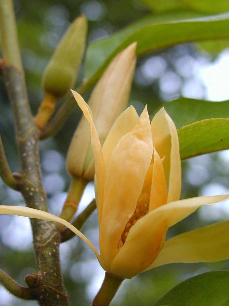 Michelia champaca seed | seedk.com Plant seeds,Alive roots,Medicinal ...