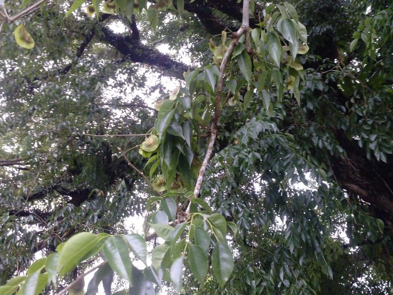 Pterocarpus indicus seed | seedk.com Plant seeds,Alive roots,Medicinal ...