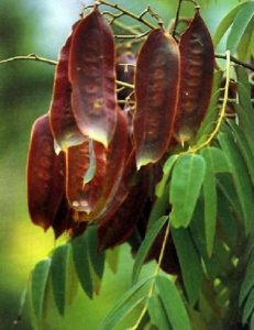 Zenia insignis seed | BELL Garden Company,Wholesale Plant seeds,Alive ...