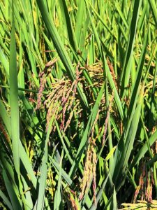 Red rice seed | seedk.com Plant seeds,Alive roots,Medicinal herbs ...