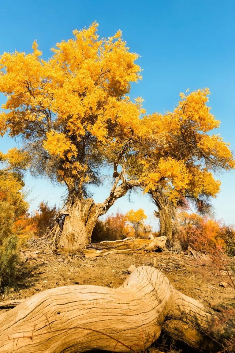 Populus euphratica seed | seedk.com Plant seeds,Alive roots,Medicinal ...