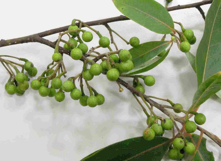 Lindera Angustifolia seed | seedk.com Plant seeds,Alive roots,Medicinal ...