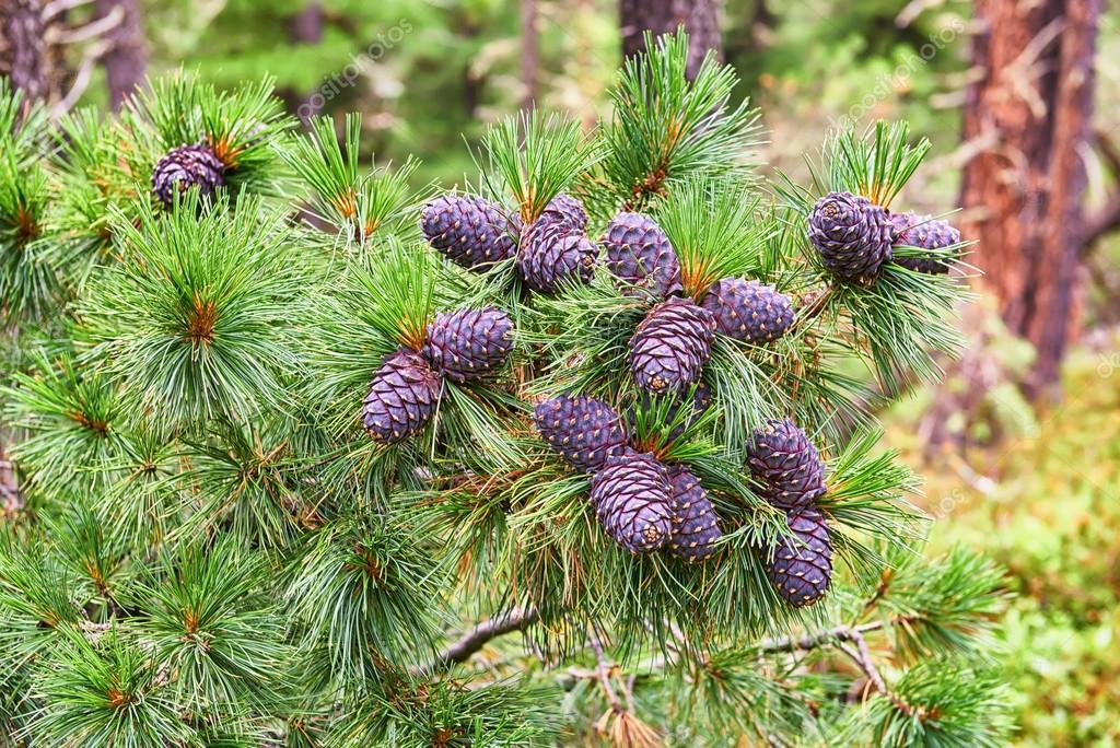 Pinus sibirica seed | seedk.com Plant seeds,Alive roots,Medicinal herbs ...