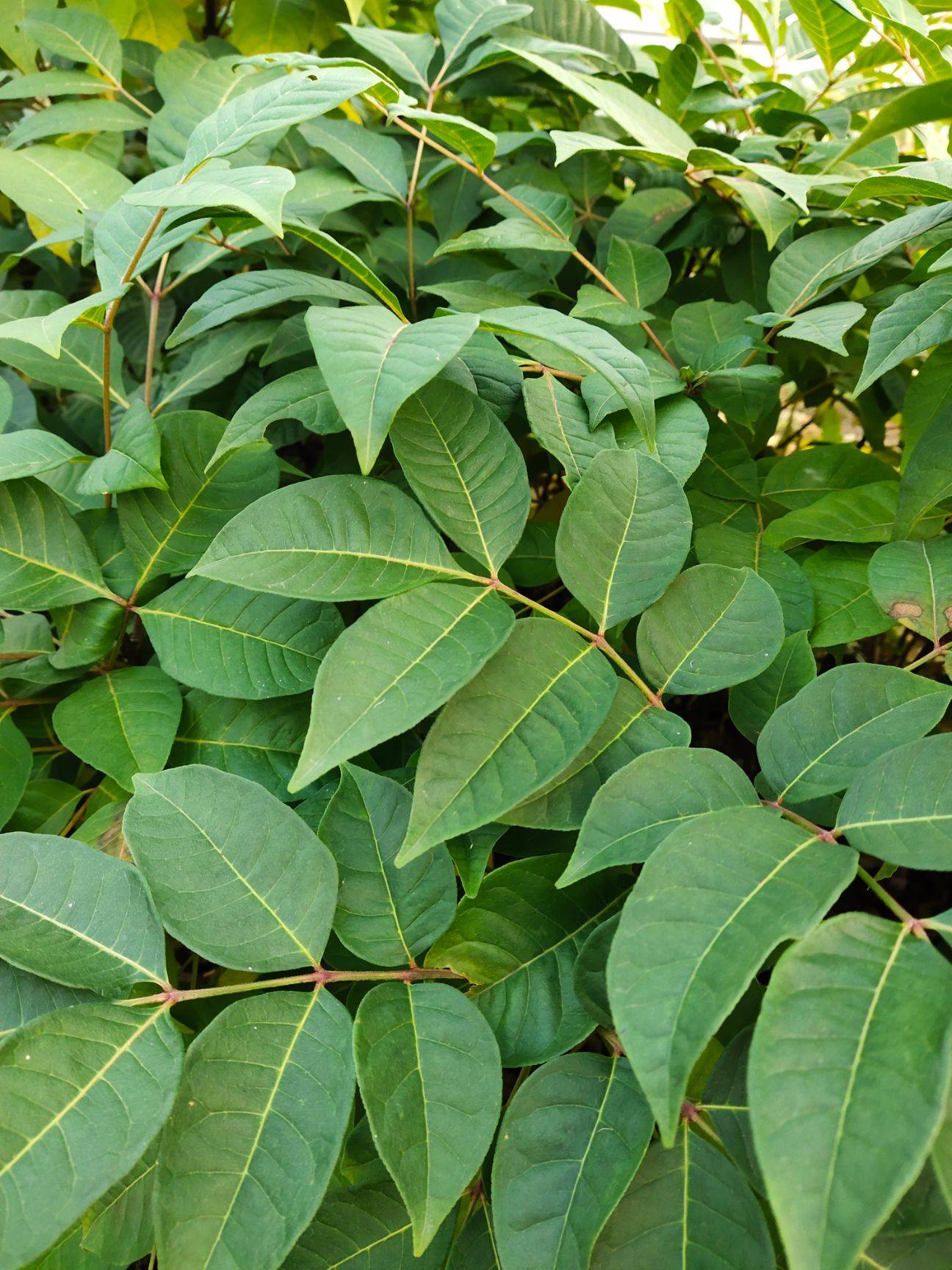 Evodia daniellii seed | seedk.com Plant seeds,Alive roots,Medicinal ...