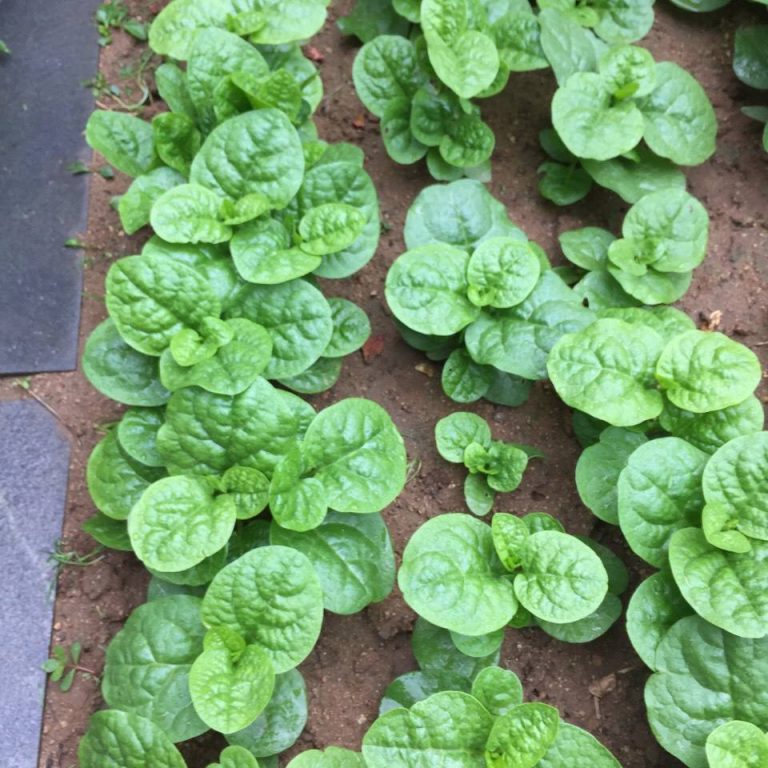 Basella rubra seed Malabar Spinach Ceylon Spinach | seedk.com Plant ...