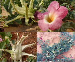 Harpagophytum Procumbens seed Devil’s Claw seed | seedk.com Plant seeds ...