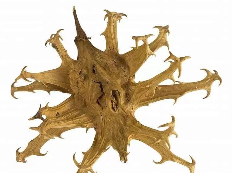 Harpagophytum Procumbens seed Devil’s Claw seed | seedk.com Plant seeds ...