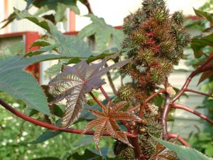 Ricinus communis seed | seedk.com Plant seeds,Alive roots,Medicinal ...