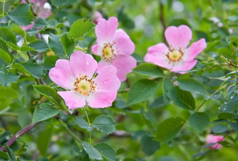 Rosa Canina seed | BELL Garden Company,Wholesale Plant seeds,Alive ... Rosa Canina seed | BELL Garden Company,Wholesale Plant seeds,Alive ...