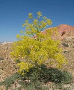 Ferula persica seed | seedk.com Plant seeds,Alive roots,Medicinal herbs ...