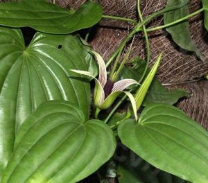 Radix Stemonae seed | seedk.com Plant seeds,Alive roots,Medicinal herbs ...