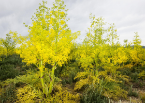 Ferula drudeana seed | seedk.com Plant seeds,Alive roots,Medicinal ...