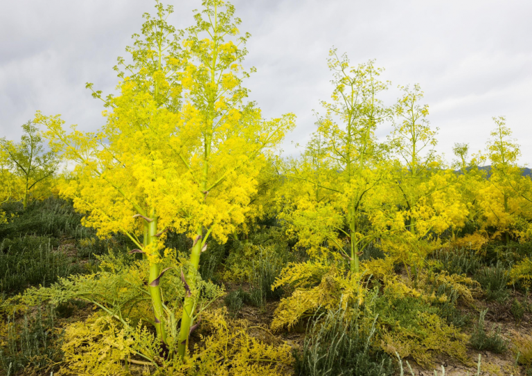 Ferula drudeana seed | seedk.com Plant seeds,Alive roots,Medicinal ...