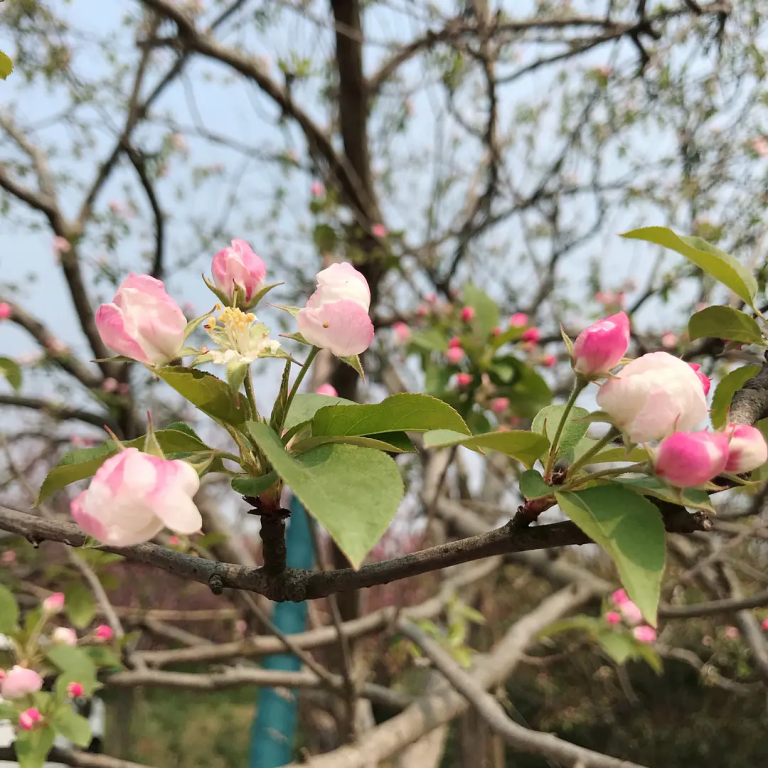 Malus hupehensis seed | seedk.com Plant seeds,Alive roots,Medicinal ...