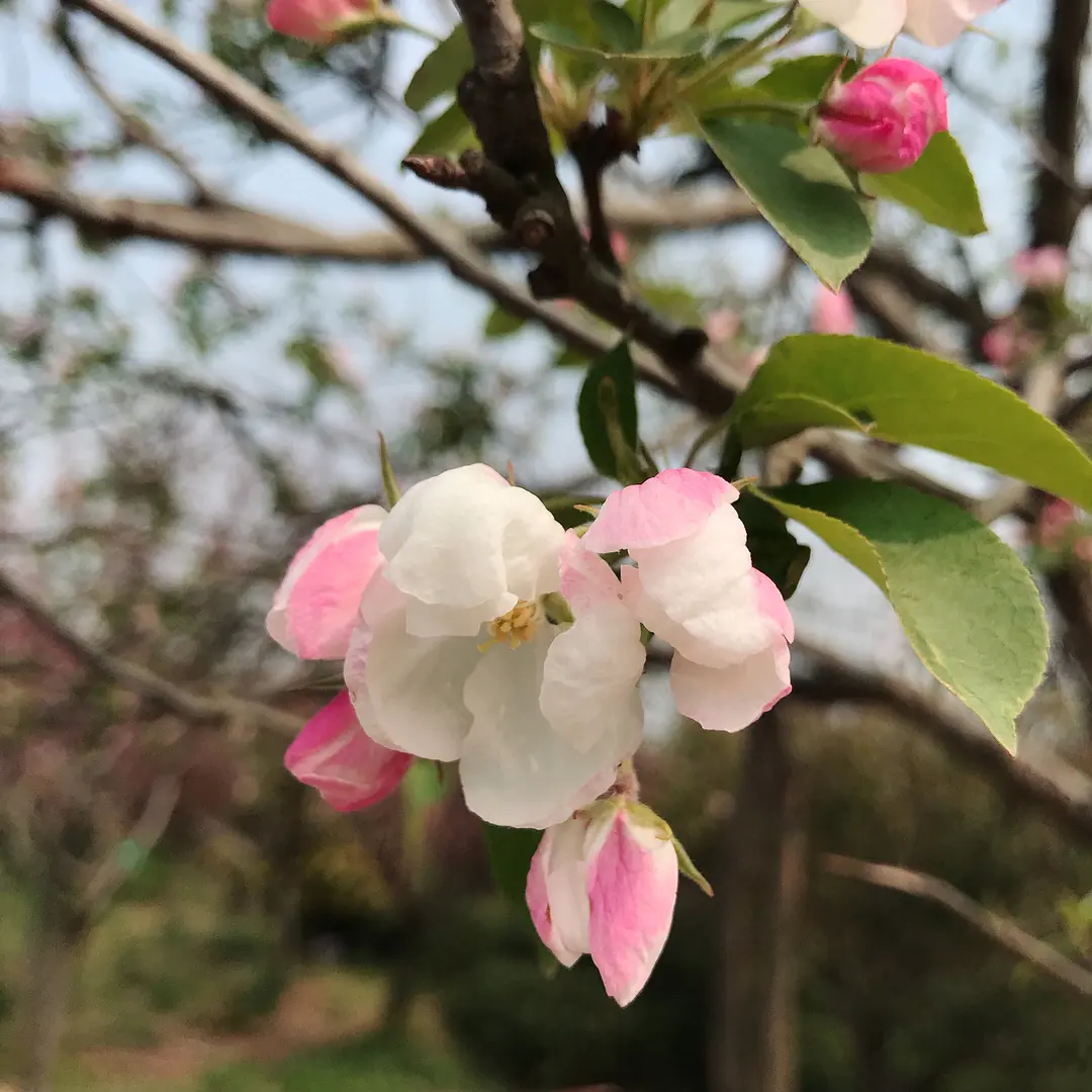 Malus hupehensis seed | seedk.com Plant seeds,Alive roots,Medicinal ...