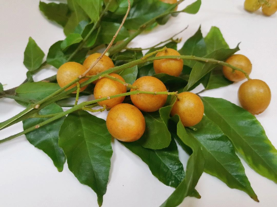 Clausena lansium (Wampee) seed | seedk.com Plant seeds,Alive roots ...