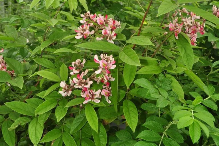 Spatholobus suberectus seed | seedk.com Plant seeds,Alive roots ...