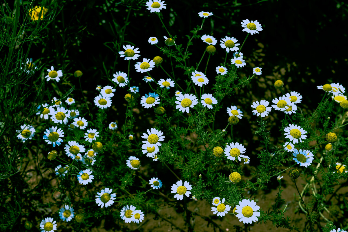 Tanacetum cinerariifolium seed | seedk.com Plant seeds,Alive roots ...