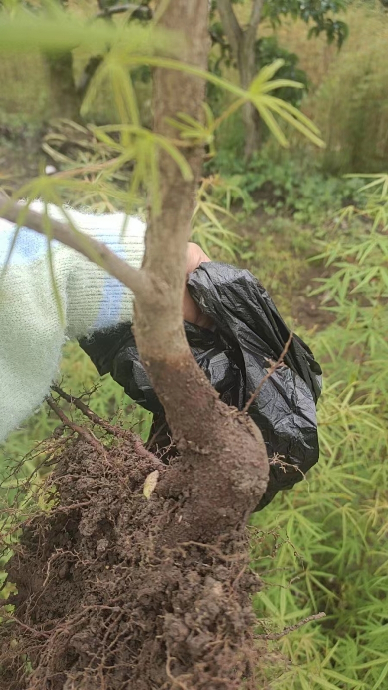 Acer pentaphyllum seed | seedk.com Plant seeds,Alive roots,Medicinal ...