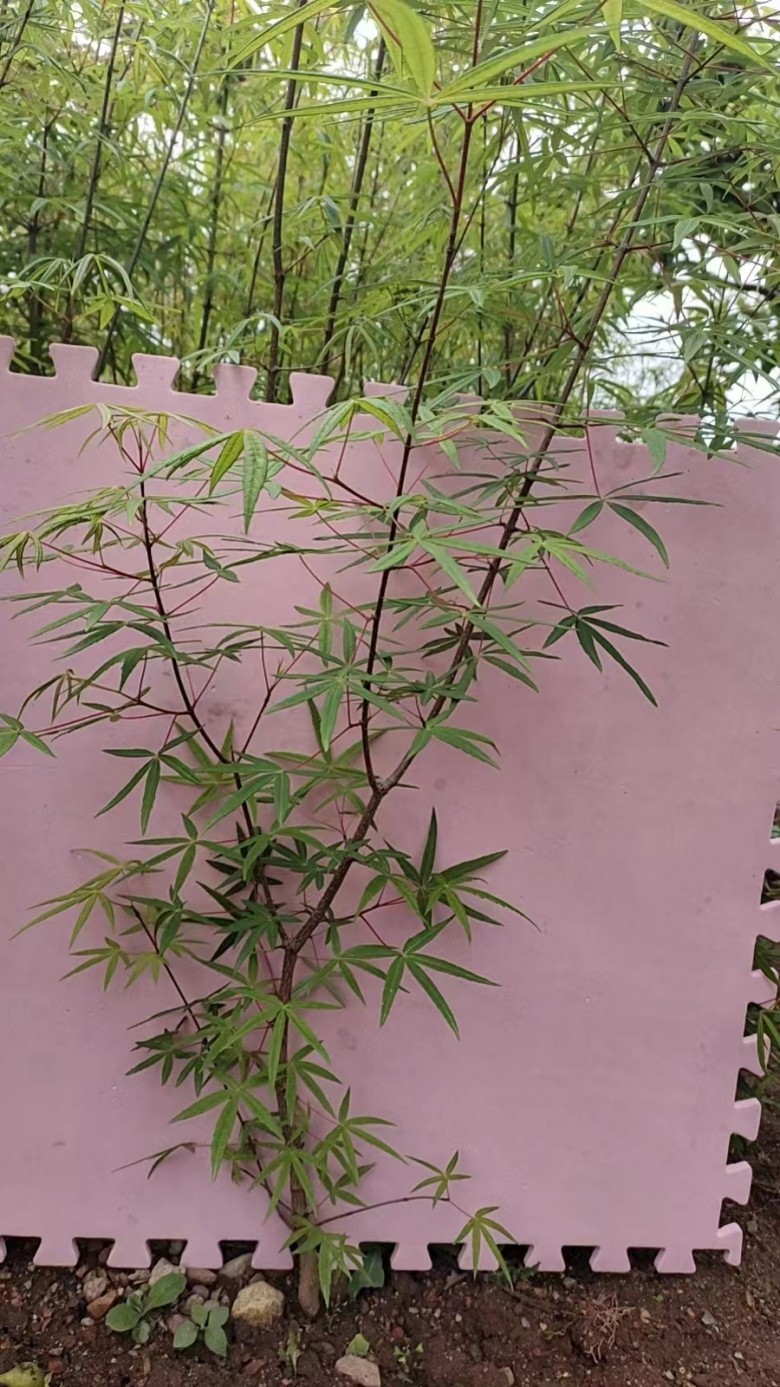 Acer pentaphyllum seed | seedk.com Plant seeds,Alive roots,Medicinal ...