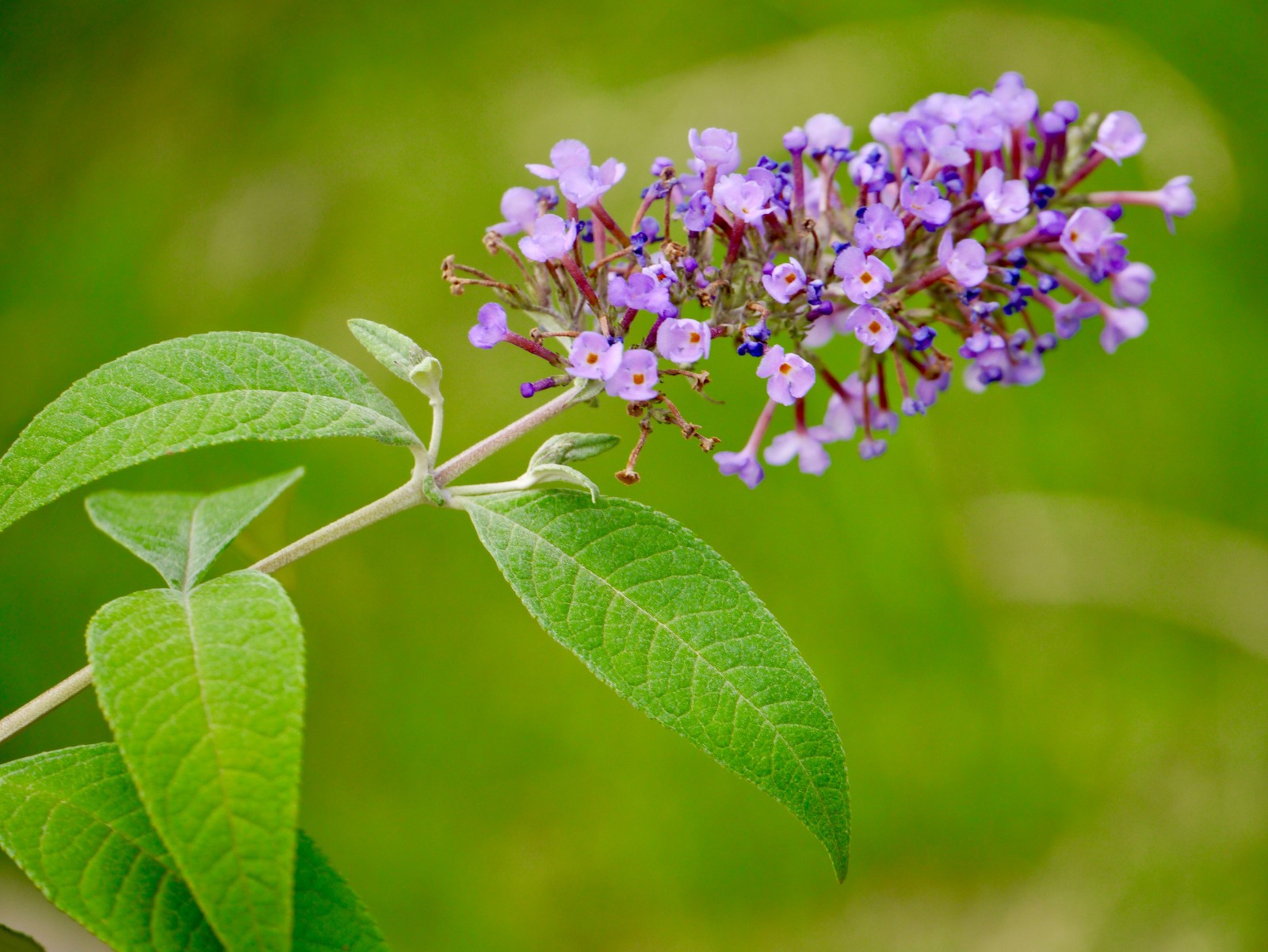 Buddleja lindleyana seed Weeping butterfly bush(Buddleja alternifolia ...