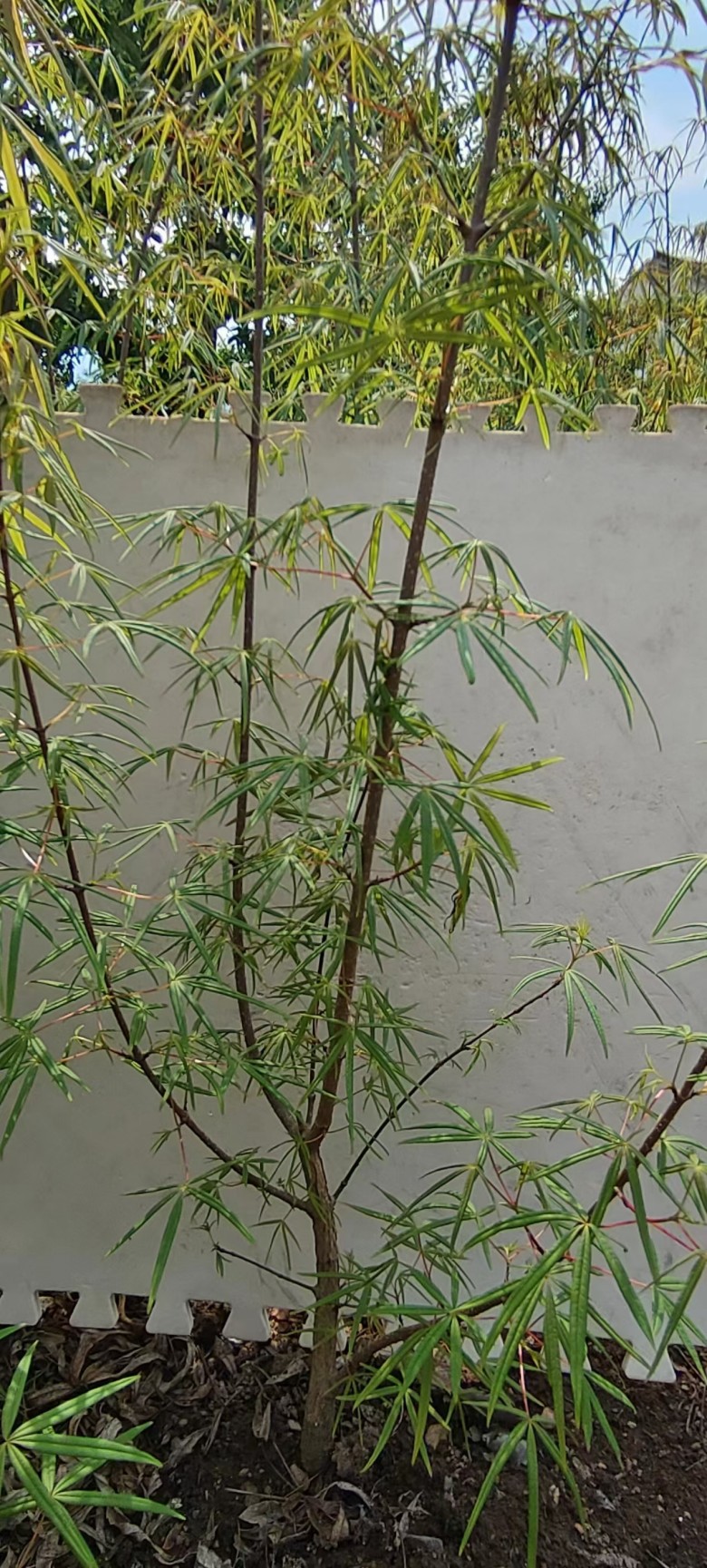 Acer pentaphyllum seed | seedk.com Plant seeds,Alive roots,Medicinal ...