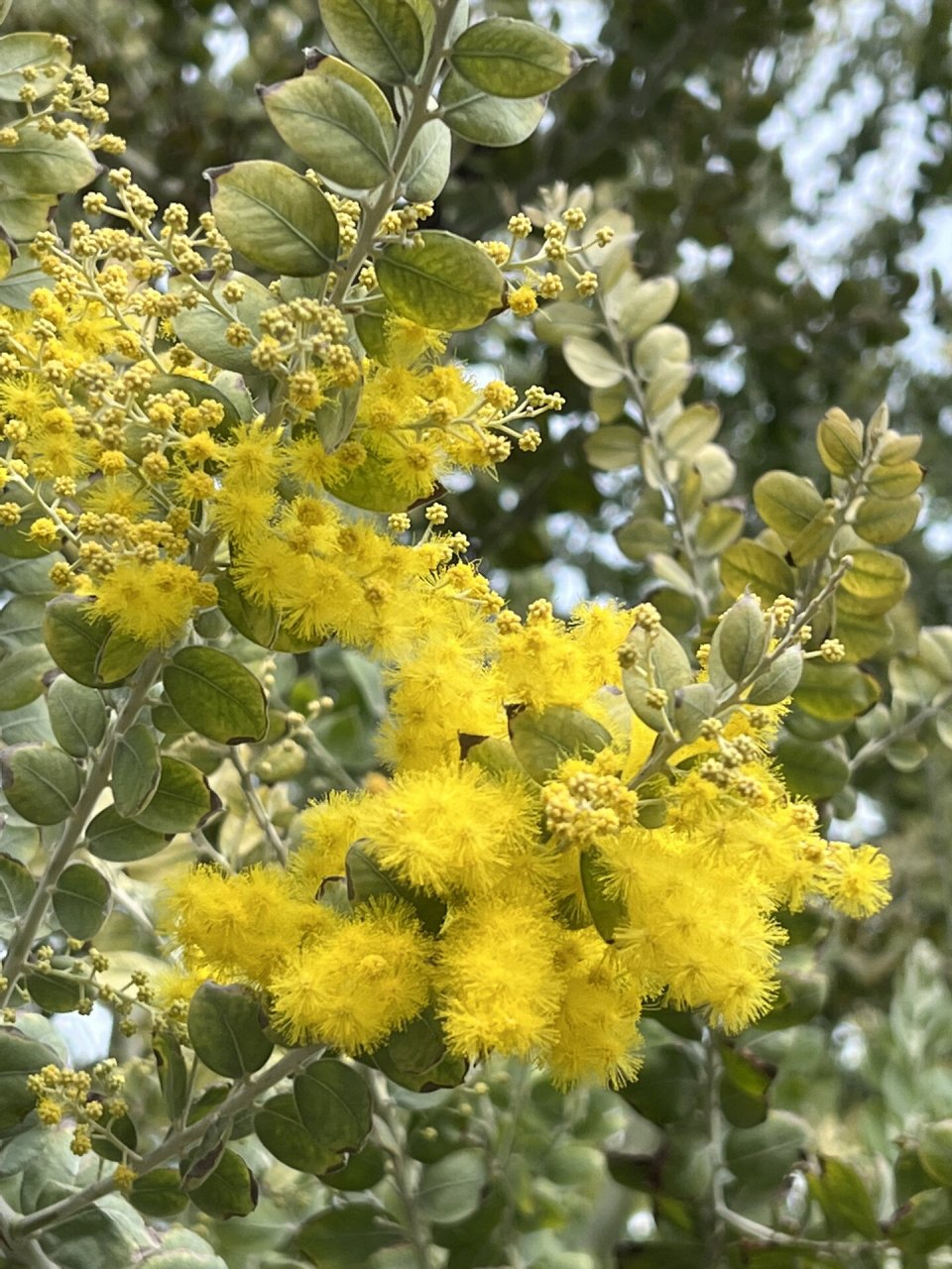 Acacia redolens seed | seedk.com Plant seeds,Alive roots,Medicinal ...