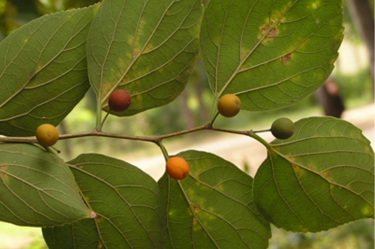 Celtis reticulata seed | seedk.com Plant seeds,Alive roots,Medicinal ...