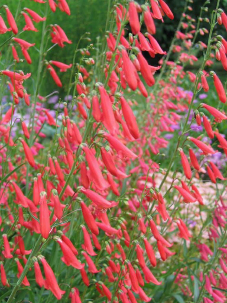 Firecracker Penstemon seed | seedk.com Plant seeds,Alive roots ...
