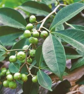 Zanthoxylum asiaticum seed | seedk.com Plant seeds,Alive roots ...