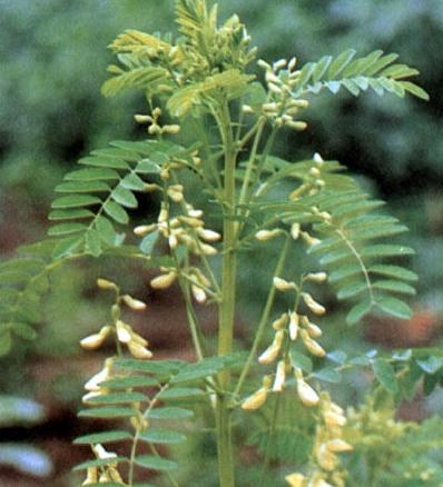 ASTRAGALUS seeds Huang Qi MEMBRANACEUS Milk Vetch | seedk.com Plant ...