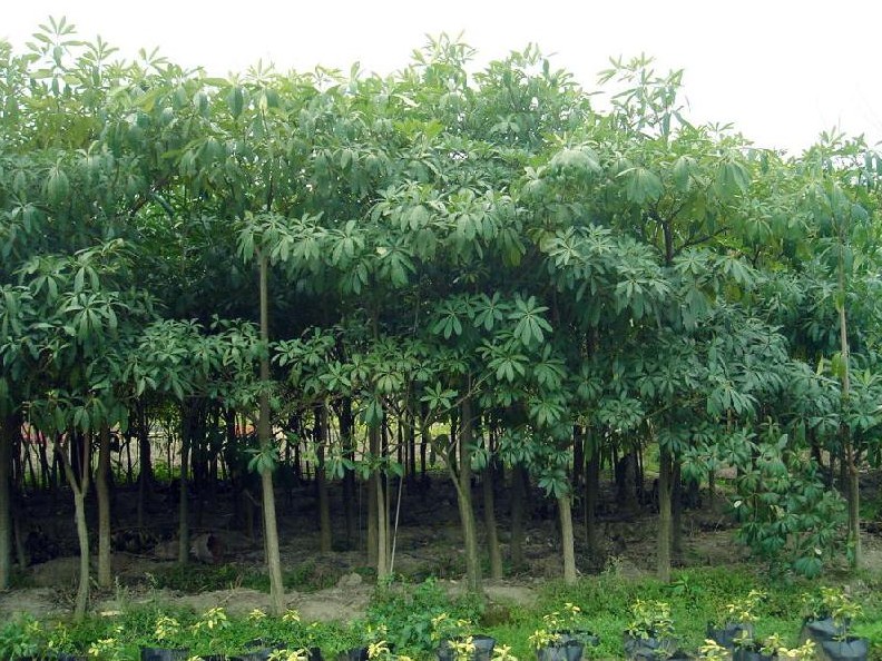 Alstonia scholaris seed | seedk.com Plant seeds,Alive roots,Medicinal ...