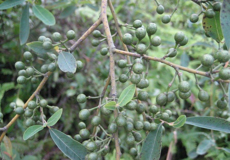 Litsea cubeba seed | seedk.com Plant seeds,Alive roots,Medicinal herbs ...