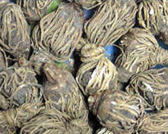 Bethroot Trillium erectum | BELL Garden Company,Wholesale Plant seeds ...